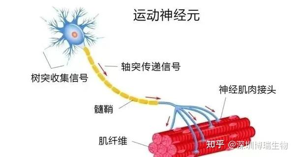 Biorain博瑞生物丨关注SMA，让爱不罕见 - 知乎