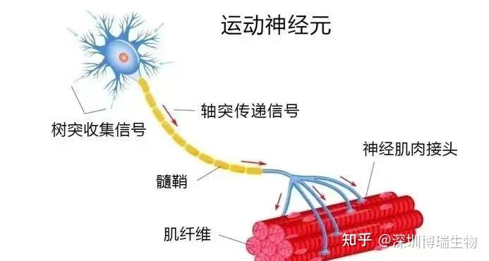 Biorain博瑞生物丨关注SMA，让爱不罕见 - 知乎