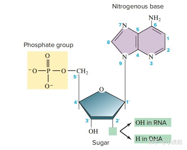 NADPH 和 NADH 是什么？ - 知乎