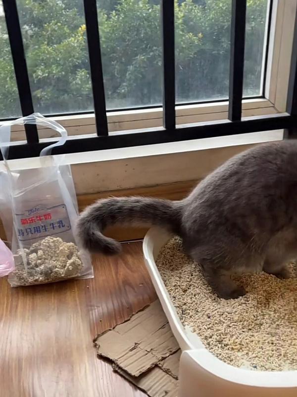 猫咪尿闭的症状 在家自救分享（已痊愈）！ 知乎