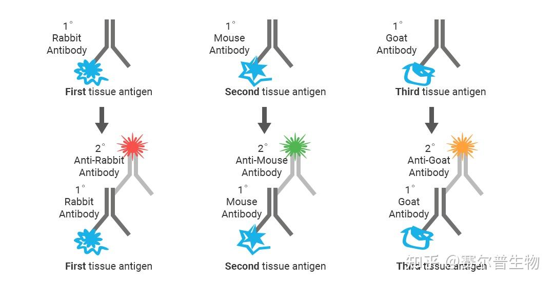 肿瘤免疫学研究新工具：多重免疫组化(mIHC) - 知乎