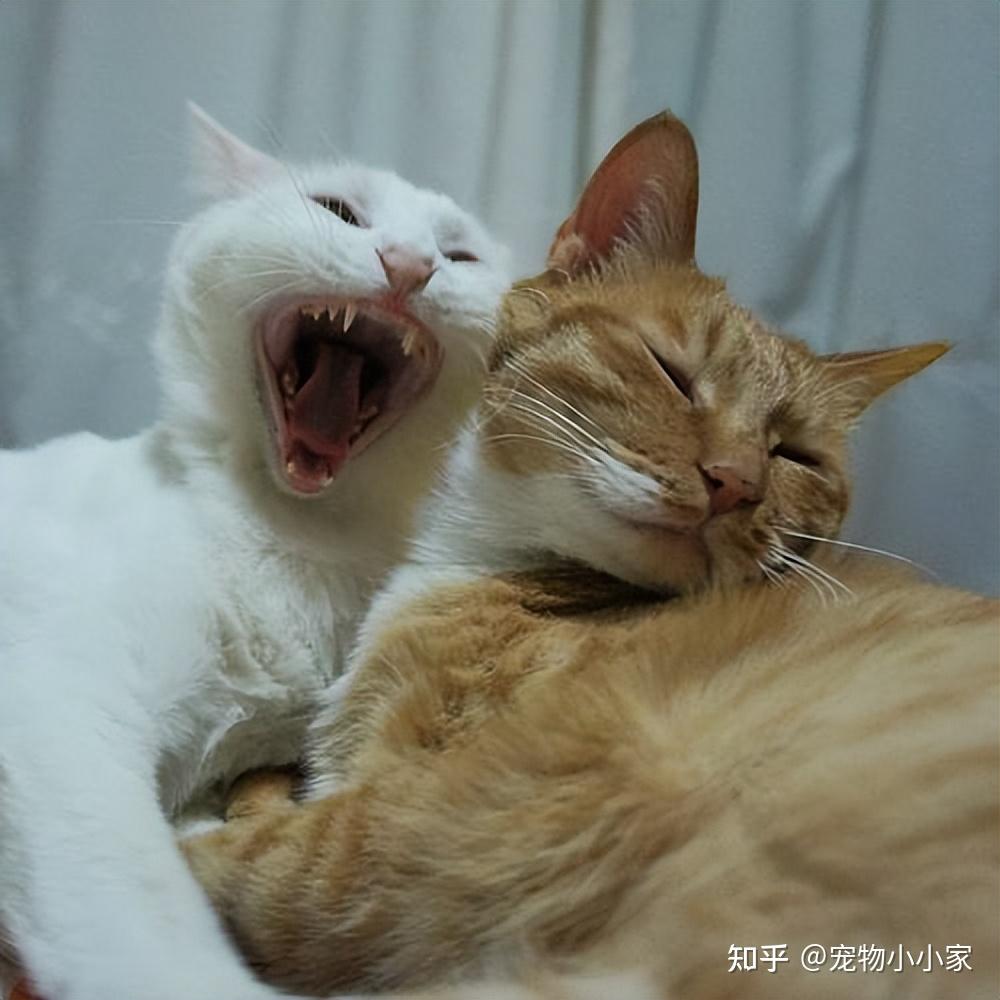 公猫发情的几种表现，你要是不知道，可就 遭罪”咯！ 知乎