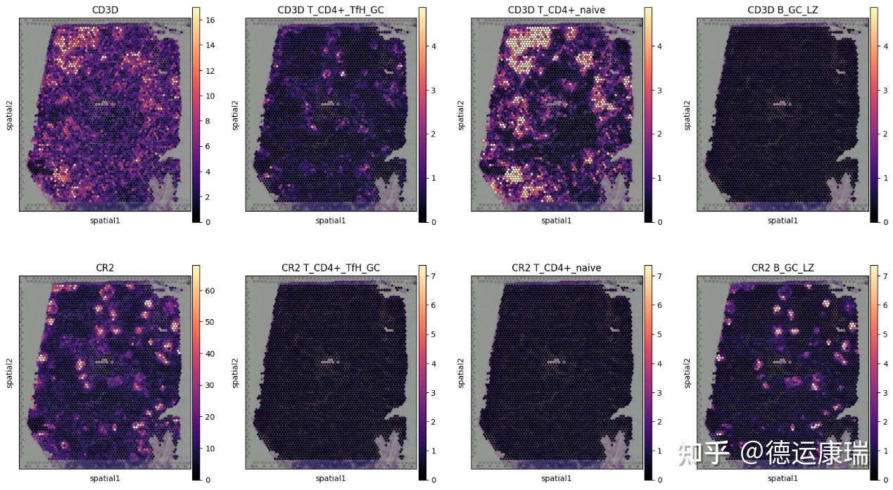 聚焦生信 | Cell2location法联合单细胞转录组进行空间转录组细胞类型映射-附代码 - 知乎