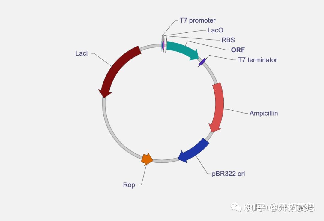 T7启动子表达载体的菌株选择：从BL21(DE3)到BL21(DE3)pLysS - 知乎
