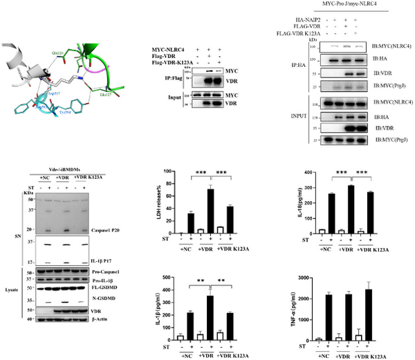 EMBO Rep︱陈允梓课题组揭示维生素D受体调控NLRC4炎症小体新机制 - 知乎