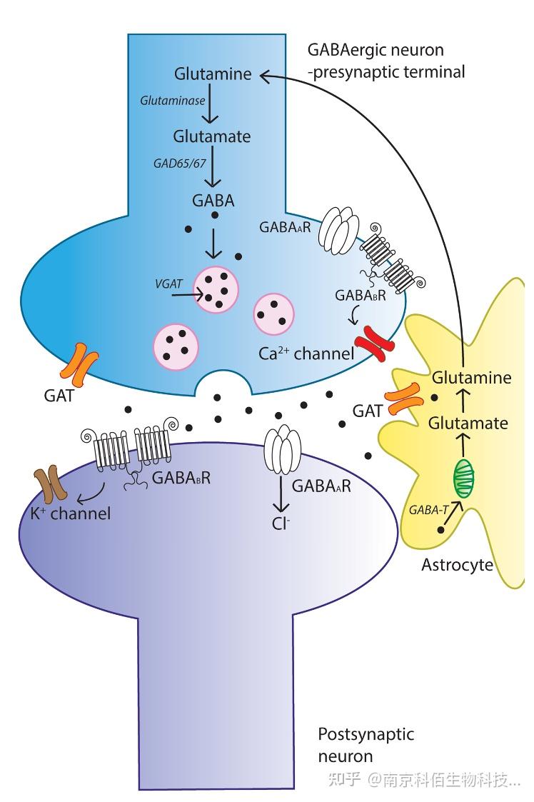 GABA细胞筛选模型 - 知乎