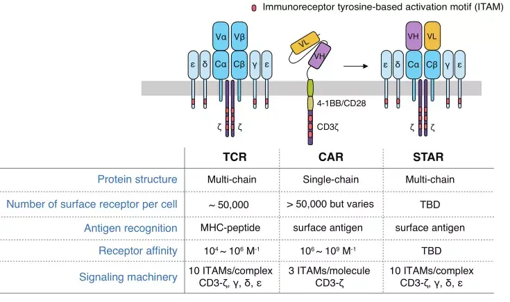 STAR-T: 兼具CAR-T和TCR-T优势，治疗实体瘤的新策略 - 知乎