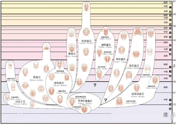 【动物界全系列】三叶形亚门—三叶虫纲（三）：莱得利基虫 - 知乎