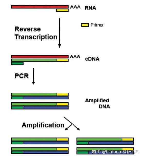 cDNA和基因组DNA的区别 - 知乎