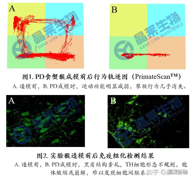 非人灵长类动物（NHP）模型 - 知乎