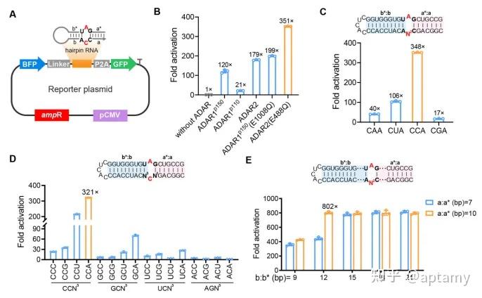 首次报道！新型 RNA 传感器，突破传统 ADAR 传感器局限 - 知乎