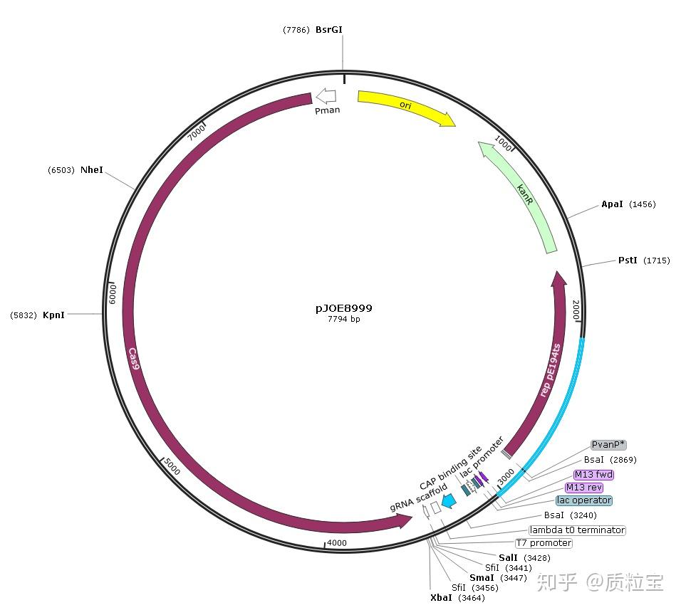 pJOE8999枯草芽孢杆菌CRISPR-Cas9系统基因编辑载体 - 知乎
