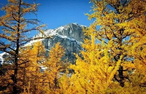 加拿大的秋季——最地道的“枫叶国浪漫” - 知乎