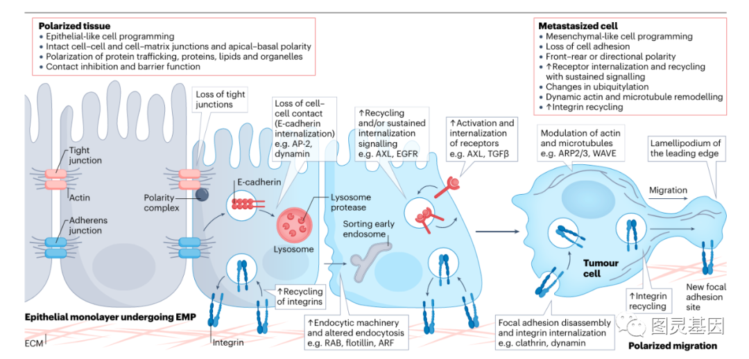 Nat Rev | 内吞机制在癌症和抗体药中的重要作用 - 知乎