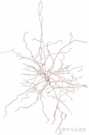 二、神经元与神经胶质 - 知乎