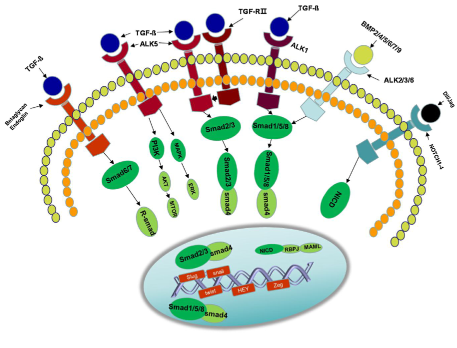 文献精读{反馈回路}：什么是EndEMT - 知乎