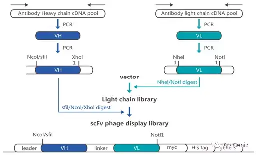 技术分享第十八期 | Get it，你为什么要选择噬菌粒？ - 知乎