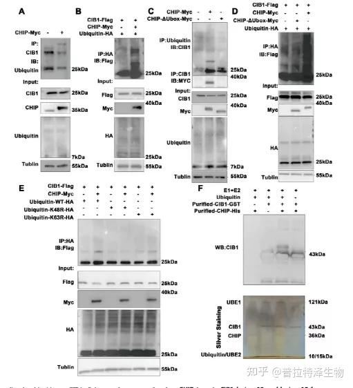 表观遗传之泛素化 - 知乎