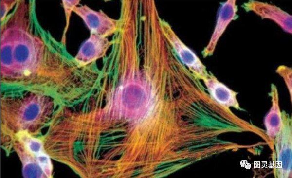 Nat Immu | 人体纤维化免疫学 - 知乎