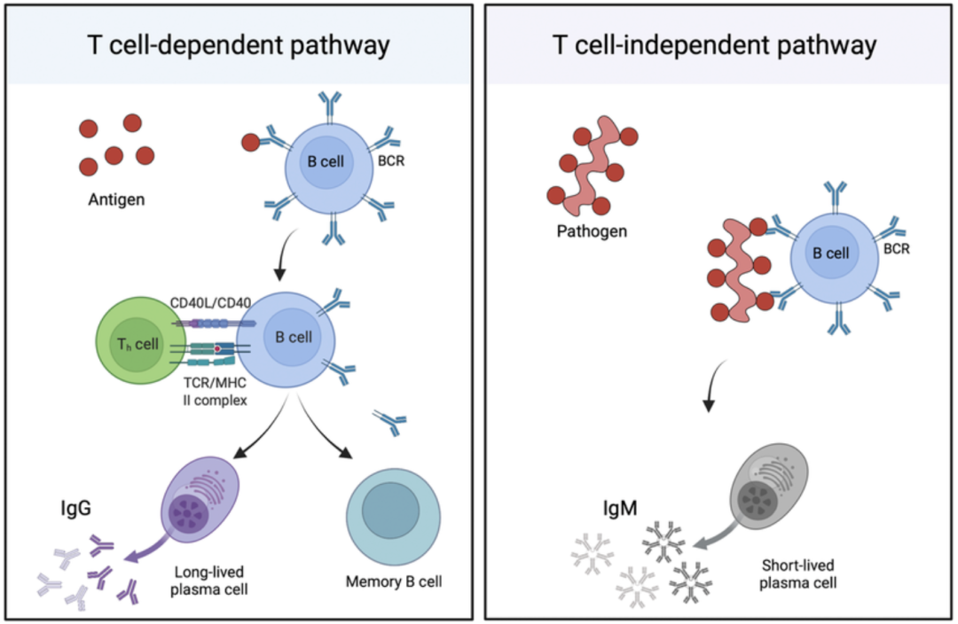 看透一个免疫细胞：B cell - 知乎