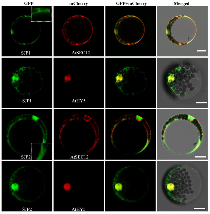 客户文章|Plant Cell Environ.枣植原体效应因子SJP1和SJP2诱导枣侧芽不断萌发形成丛枝 - 知乎