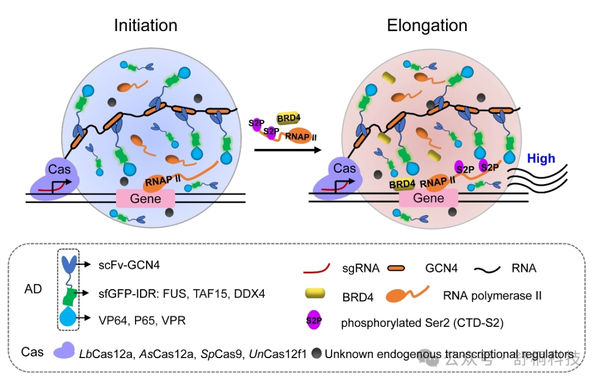 技术介绍 | Suntag系统在CRISPR系统中的应用 - 知乎