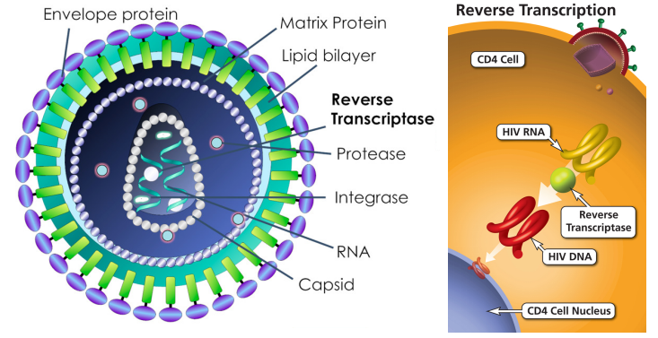 杰克说药丨突破性进展：吉利德长效HIV药物获批！ - 知乎