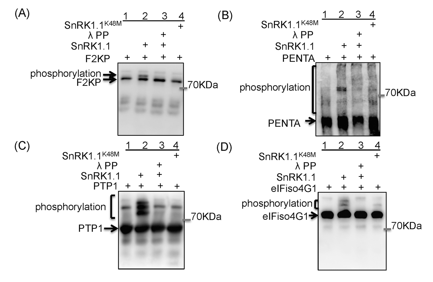 速来围观，超详细磷酸化相关实验及思路解析！ - 知乎
