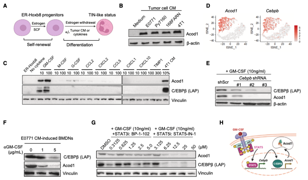 Cell Metabolism丨中性粒细胞通过ACOD1抵抗铁死亡并促进乳腺癌转移 - 知乎