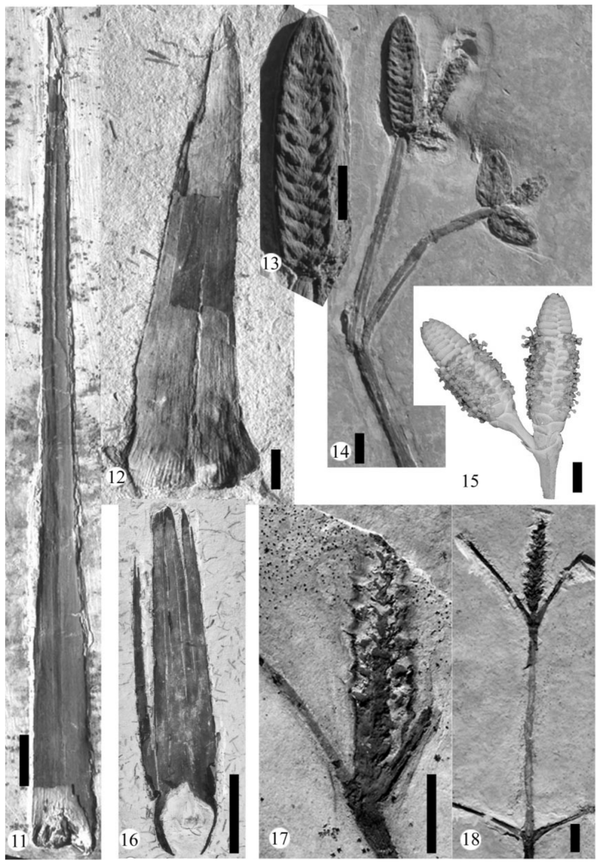 沙漠中的百岁兰——存活千年的奥秘 - 知乎