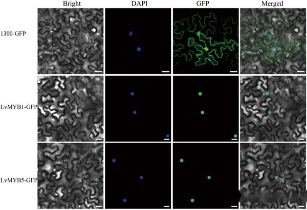 【Front Plant Sci】LvMYB5 和 LvMYB1转录因子调控百合花青素合成 - 知乎