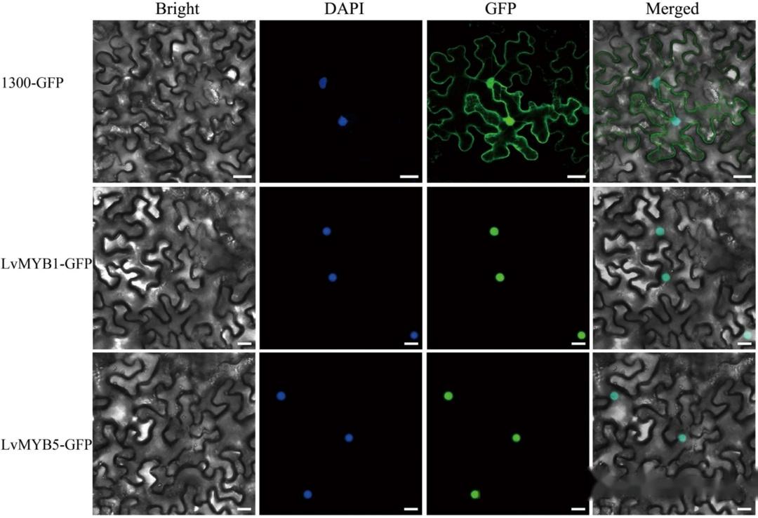 【Front Plant Sci】LvMYB5 和 LvMYB1转录因子调控百合花青素合成 - 知乎