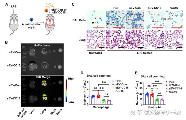 文献分享【Mol. Ther.】外泌体装载CC16蛋白治疗肺急性炎症反应 - 知乎