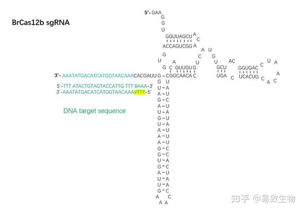Cas12a, Cas12b,Cas12f1 sgRNA/crRNA 结构序列 - 知乎