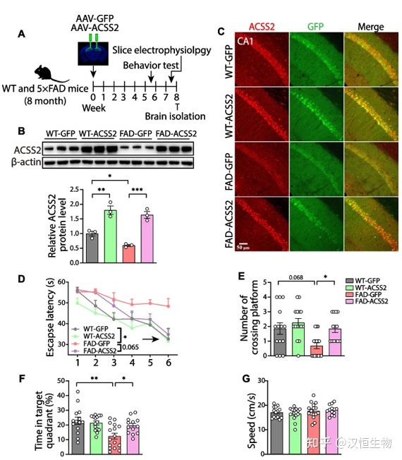 IF＞15 | 揭示ACSS2在阿尔茨海默病（AD）中调控的新机制 - 知乎