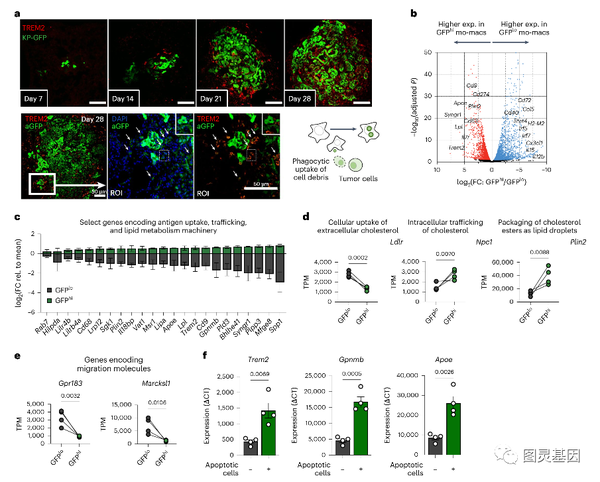Nat Immu | 巨噬细胞抑制肺癌中NK细胞的募集和激活 - 知乎