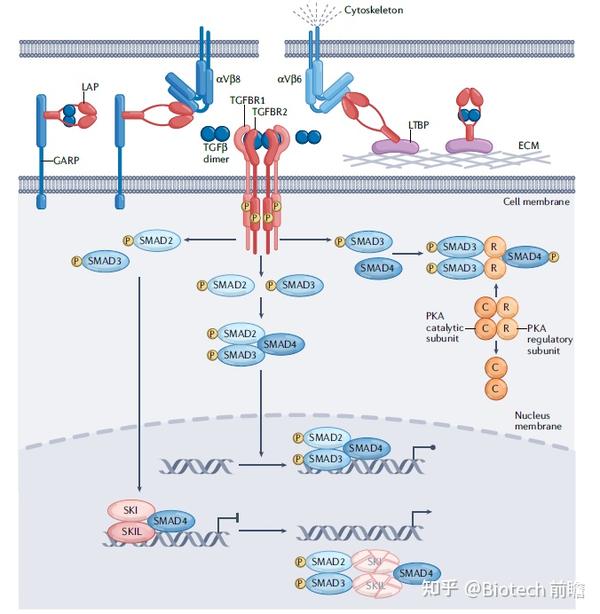 自然子刊丨TGFβ对肿瘤免疫应答的控制：整体免疫肿瘤学的视角 - 知乎