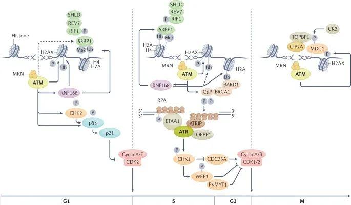 Nat Rev | 靶向癌症中的DNA损伤反应途径 - 知乎