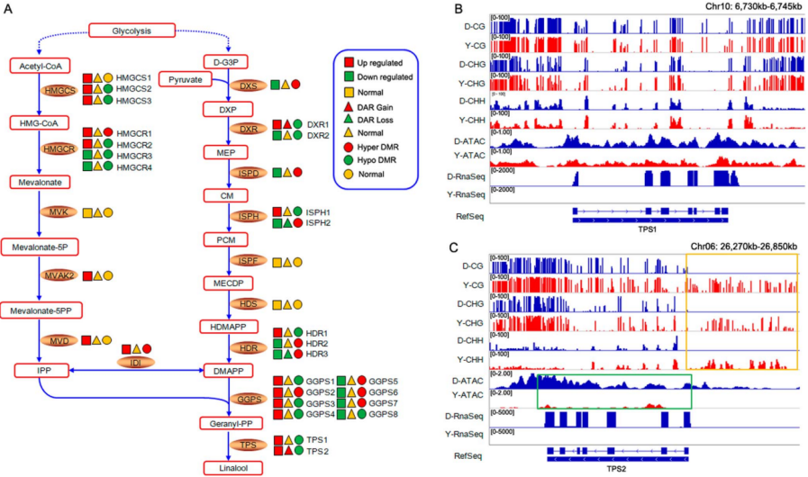 ATAC+RNA-seq揭秘植物领域的基因表观遗传调控！ - 知乎
