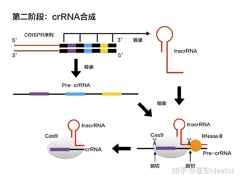 基因组CRISPR序列及Cas酶预测 - 知乎
