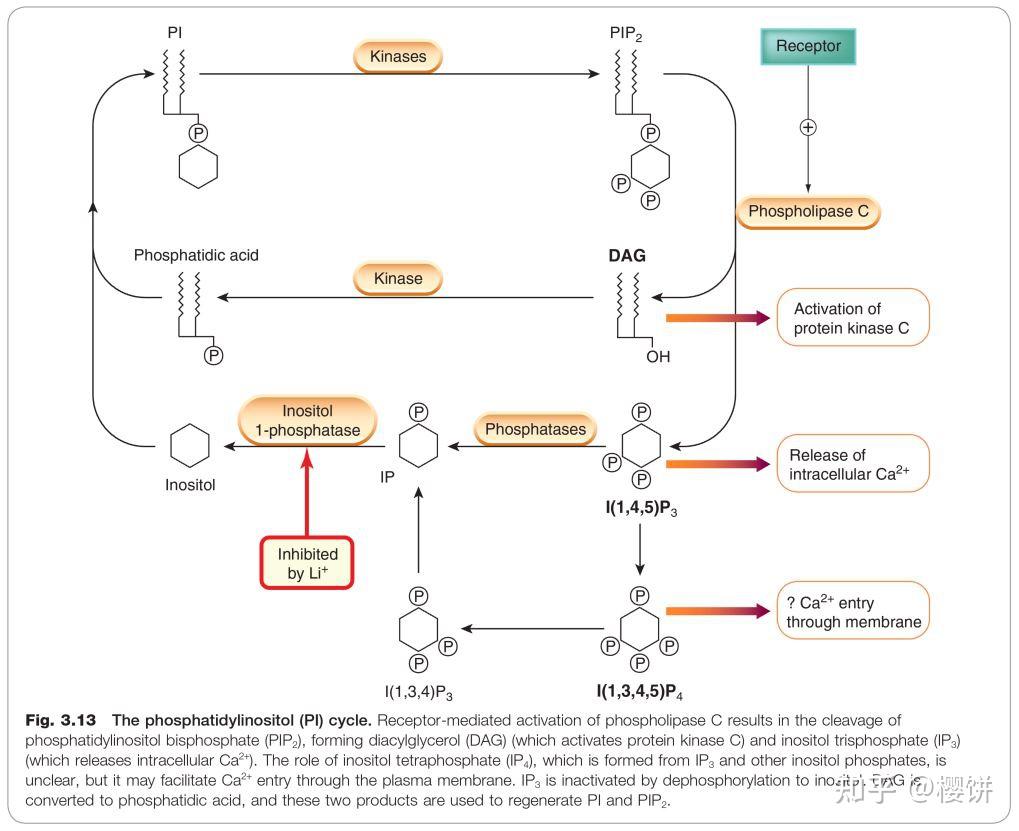 G蛋白耦联受体：结构、类别与信号通路 - 知乎