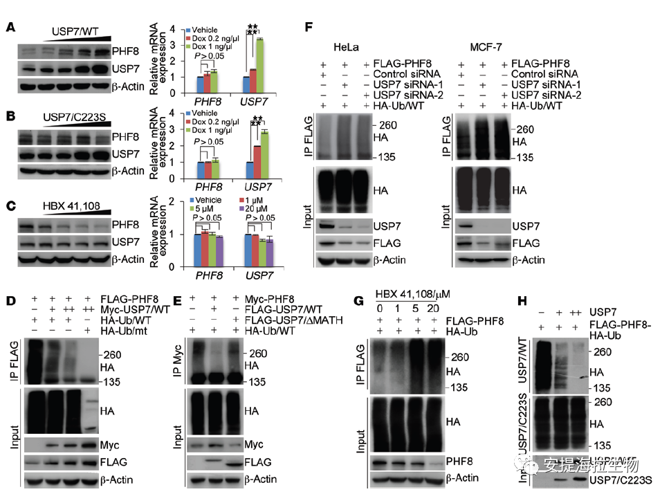 USP7稳定组蛋白去甲基化酶PHF8促进乳腺癌的发生 - 知乎