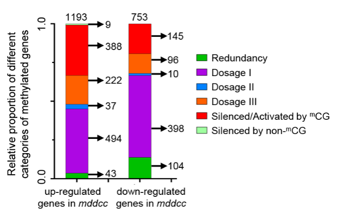 Nat Commun︱首次！朱健康课题组创造无DNA甲基化的植物 - 知乎