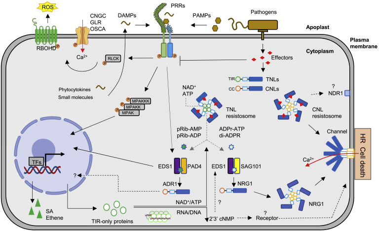 Mol Plant | 柴继杰教授综述植物NLRs的结构、生化功能及信号传导机制 - 知乎
