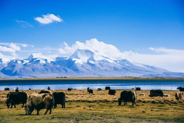 西藏特产研究所X高原之宝 | 极净生态造就一杯天赐好营养 - 知乎