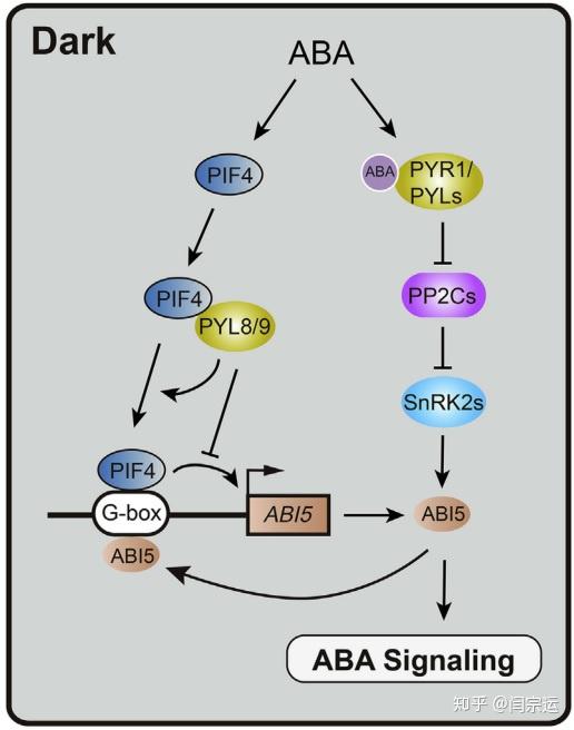 Molecular plant┃中国农业大学李继刚课题组揭示ABA信号转导新机制 - 知乎