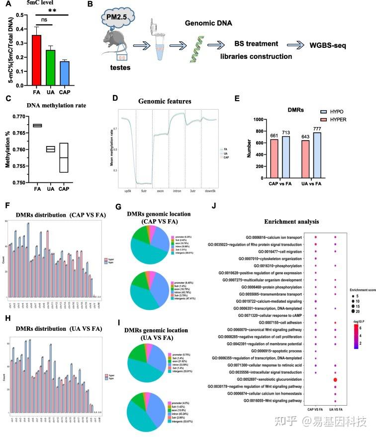 易基因项目文章｜WGBS+RNA-seq揭示PM2.5引起男性生殖障碍的DNA甲基化调控机制 - 深圳市易基因科技 - 博客园