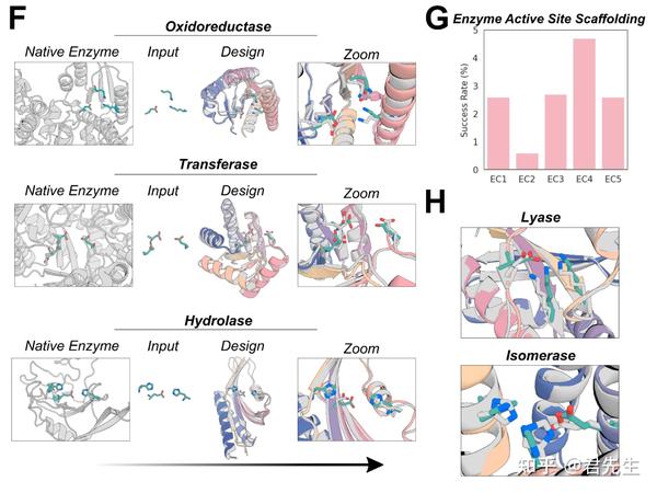 万字长文详细讲解蛋白质设计统一框架RFdiffusion - 知乎