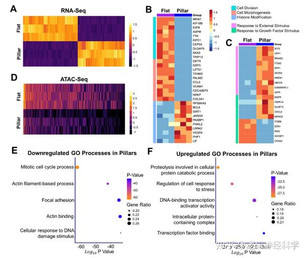 Nat Biomed Eng︱西北大学Ameer/Backman团队揭示染色质工程在骨组织再生中的应用 - 知乎