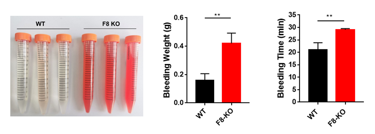 A型与B型血友病基因疗法获批上市,血友病小鼠动物模型助力临床前研究 - 知乎